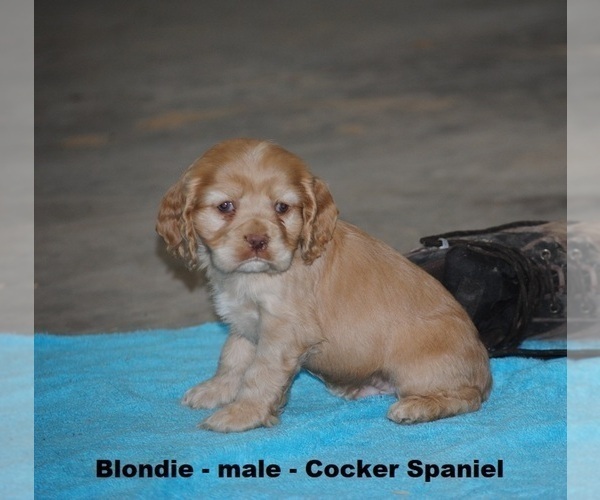 View Ad: Cocker Spaniel Puppy for Sale near Tennessee, CLARKRANGE, USA ...