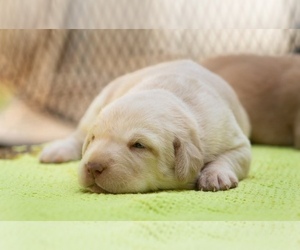 Labrador Retriever Breed Information and Pictures on PuppyFinder.com