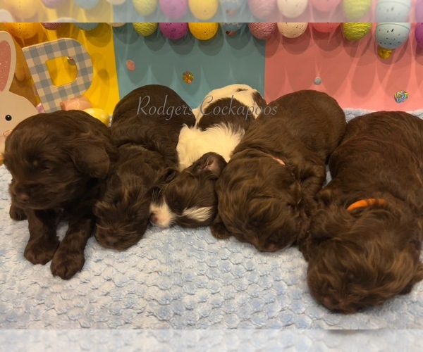 View Ad: Cockapoo Litter of Puppies for Sale near Mississippi, BLUE ...