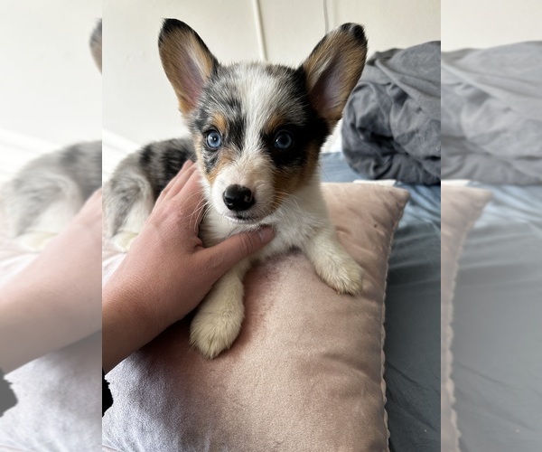 View Ad: Pembroke Welsh Corgi Litter of Puppies for Sale near Colorado ...