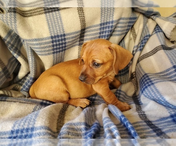 View Ad: Doxie-Pin Puppy for Sale near Texas, NOCONA, USA. ADN-231174
