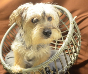 Yo-Chon Breed Information and Pictures on PuppyFinder.com