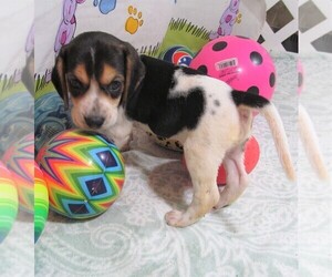 Beagle Breed Information and Pictures on PuppyFinder.com