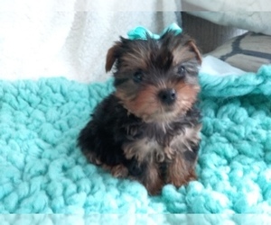 Yorkshire Terrier Breed Information and Pictures on PuppyFinder.com