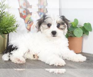 Yo-Chon Breed Information and Pictures on PuppyFinder.com