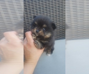 Miniature Spitz Breed Information and Pictures on PuppyFinder.com