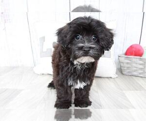 Yo-Chon Breed Information and Pictures on PuppyFinder.com