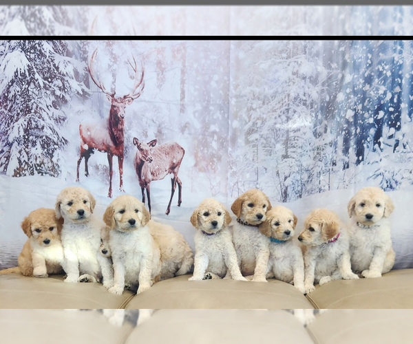 PuppyFinder.com - View Ad: Photo #1 of Listing Goldendoodle Puppy for ...