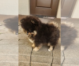 Miniature Spitz Breed Information and Pictures on PuppyFinder.com