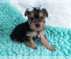Yorkshire Terrier Breed Information and Pictures on PuppyFinder.com
