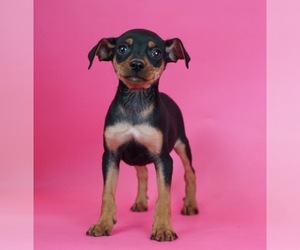 PuppyFinder.com - View Ad: Listing Miniature Pinscher Puppy for Sale ...