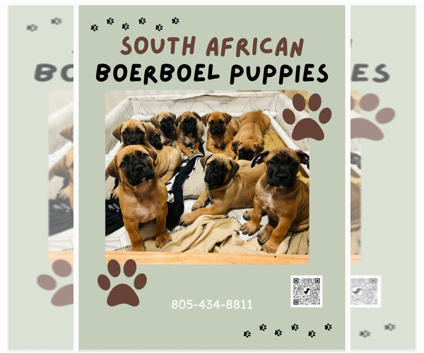 View Breeder Profile: Boerboel Dog Breeder near California, ATASCADERO ...